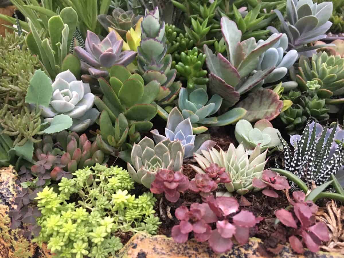 How to Grow Succulents: A Basic Guide - Bice's Florist